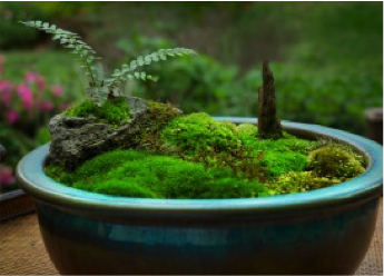 The Magic of Moss – Halton region Master Gardeners