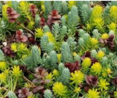 All About Groundcovers – Halton region Master Gardeners