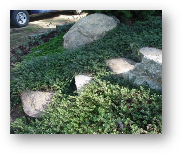 Focus on Native Plants: Groundcovers for Full Sun – Halton region ...