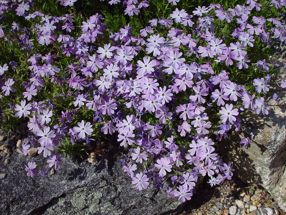 Focus on Native Plants: Groundcovers for Full Sun – Halton region ...