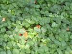 Focus on Native Plants: Groundcovers for Full Sun – Halton region ...