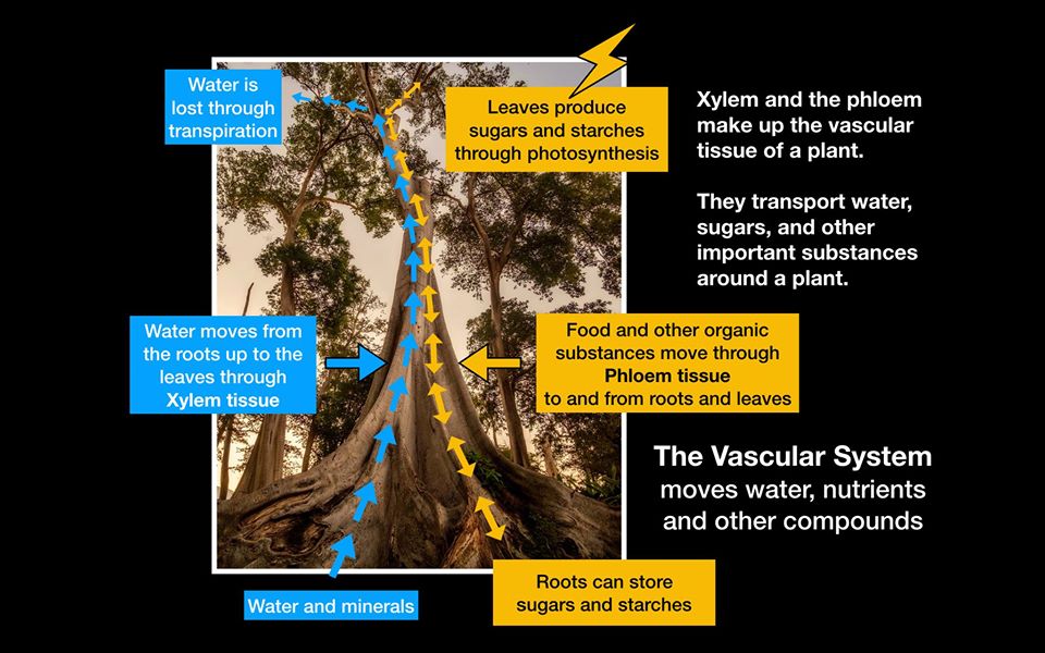 Tree Girdling – Halton region Master Gardeners