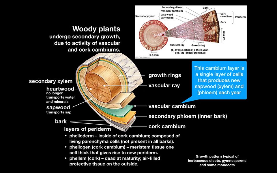 Tree Girdling – Halton region Master Gardeners