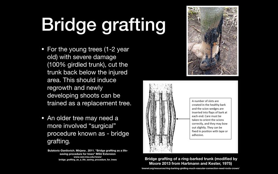 Tree Girdling – Halton region Master Gardeners