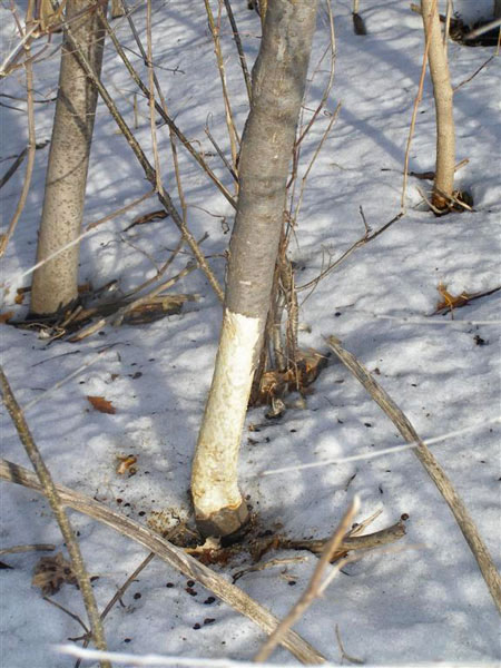 Tree Girdling – Halton region Master Gardeners