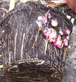 Canna Lilies: – Halton region Master Gardeners