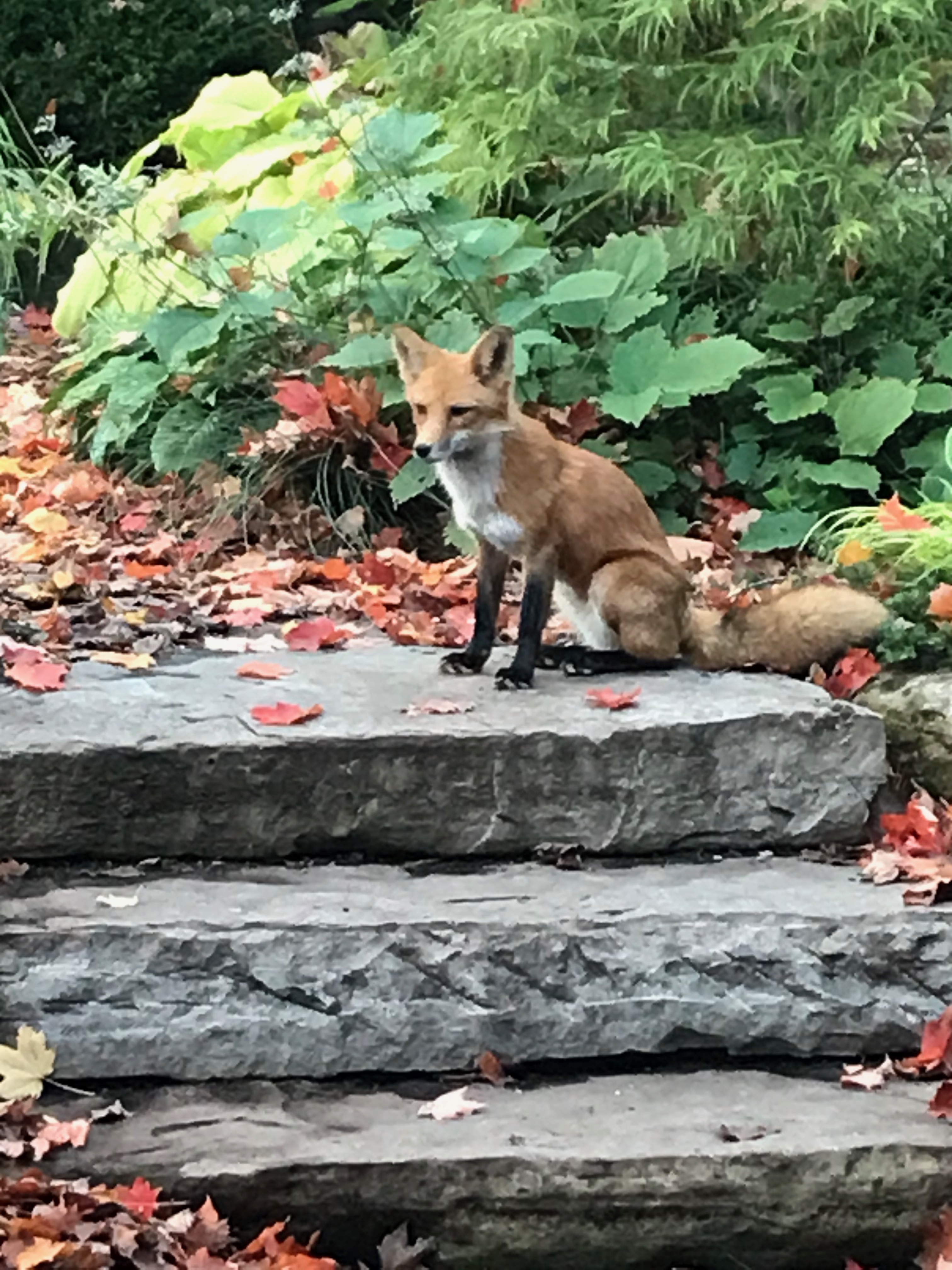 Wildlife In Your Garden – Halton region Master Gardeners