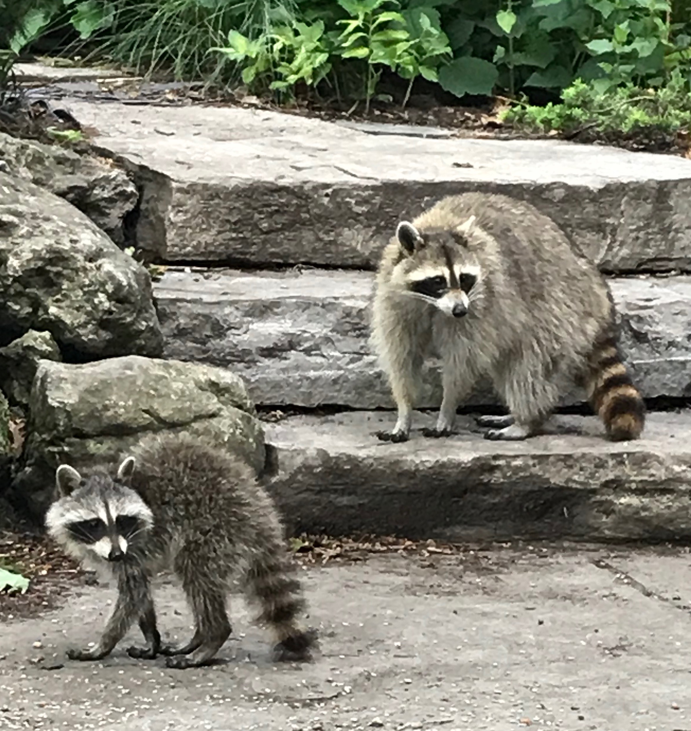 Wildlife In Your Garden – Halton region Master Gardeners