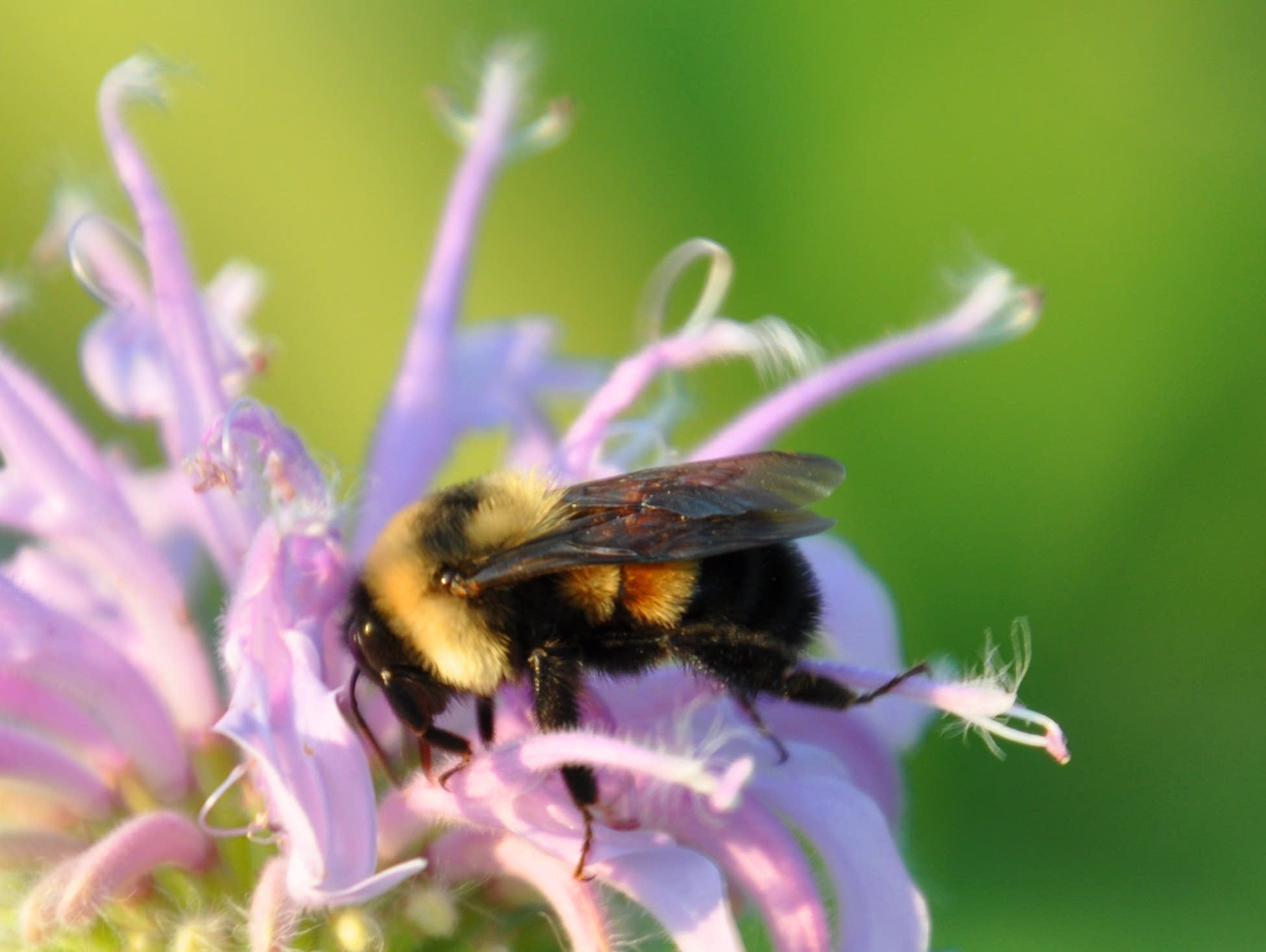 NATIVE BEES OF ONTARIO – Halton region Master Gardeners