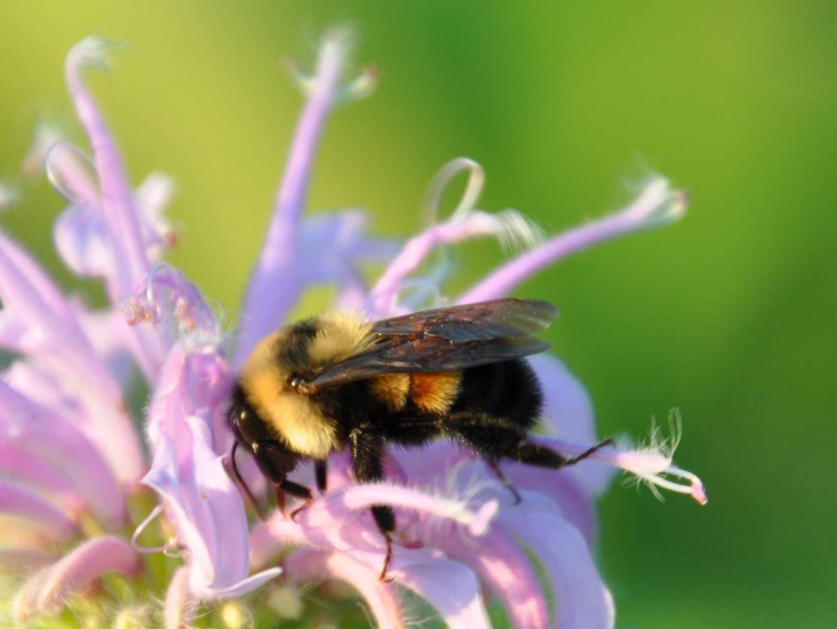 NATIVE BEES OF ONTARIO – Halton Region Master Gardeners