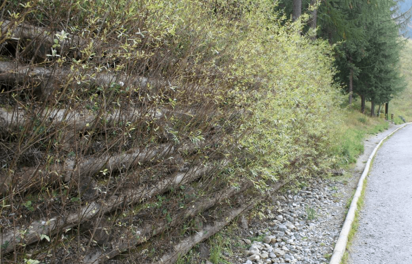 Stabilizing Slopes – Halton region Master Gardeners