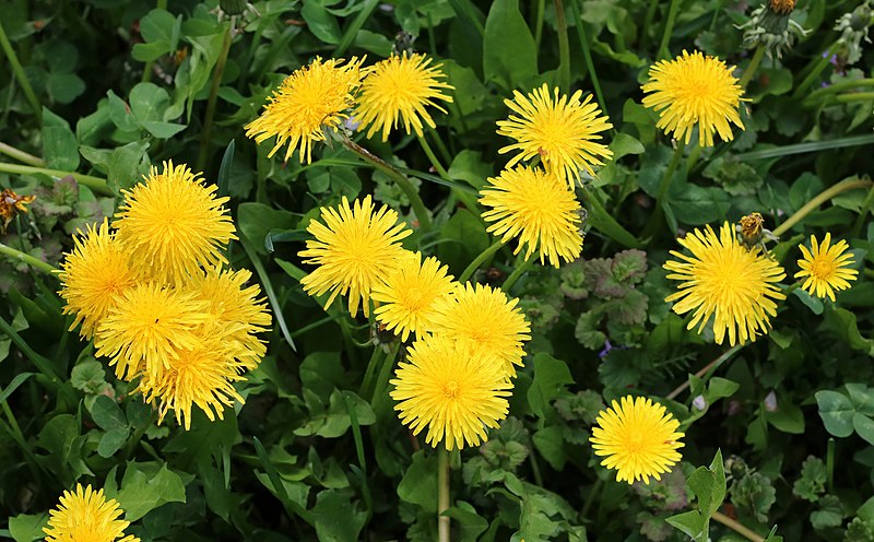 My Yearly Dandelion Spring Rant! – Halton region Master Gardeners