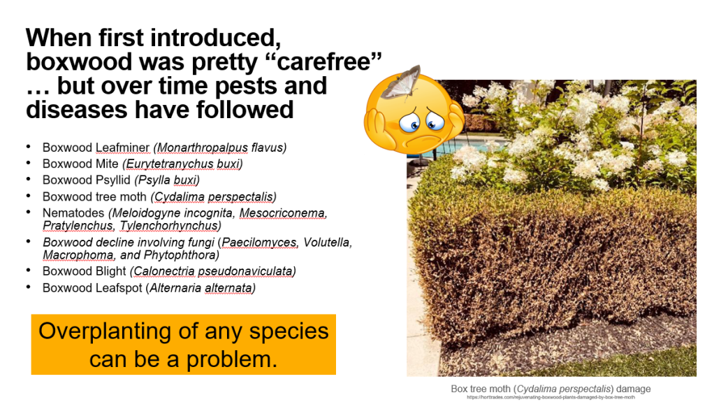 Time to Re-Think Boxwood – Part 1 Box Tree Moth – Halton region Master ...