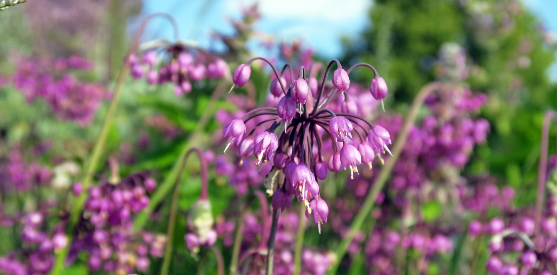NATIVE PLANTS – Halton Region Master Gardeners