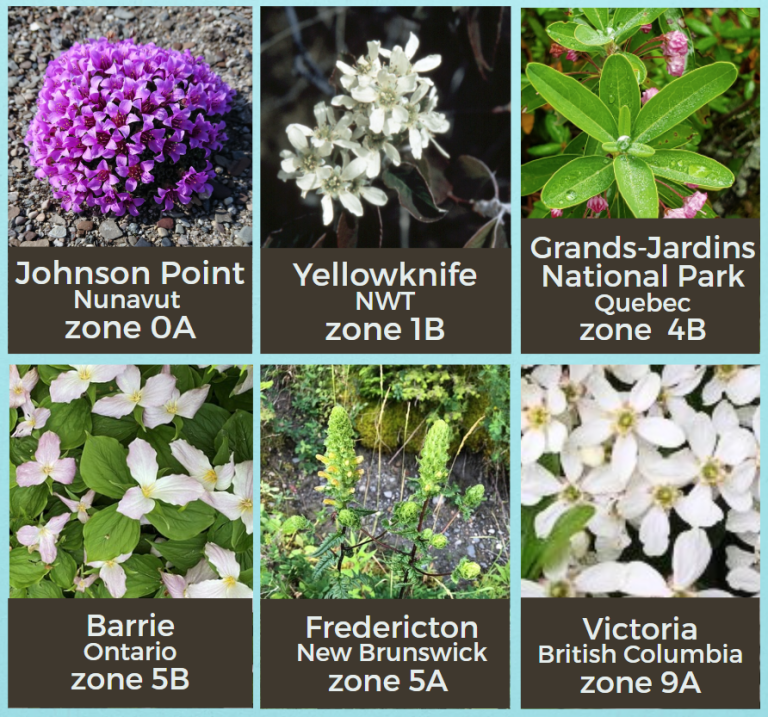 Canada’s Plant Hardiness Zones Update for 2025: What Gardeners Need to ...